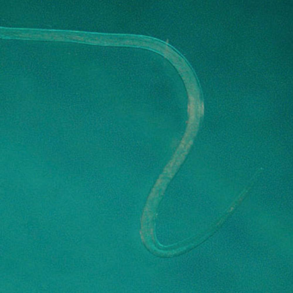 Thelazia spp. - Dr. Stief | Tagesklinik für Tiere